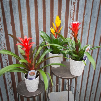 Marion Flower Shop :: Florist & Gift Center Marion, OH :: Flower ...