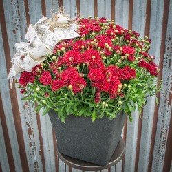 Marion Flower Shop :: Florist & Gift Center Marion, OH :: Flower ...